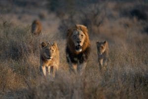 The Role of Territory and Dominance in Lion Behavior - Lions Tigers and ...