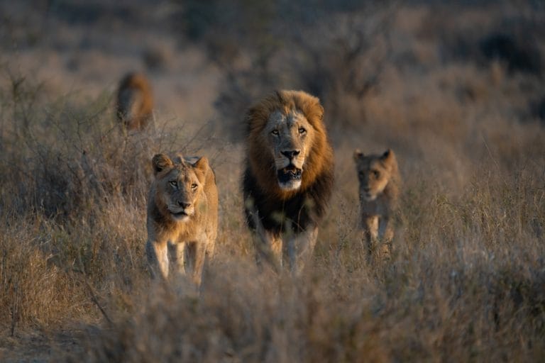 The Role of Territory and Dominance in Lion Behavior - Lions Tigers and Bears