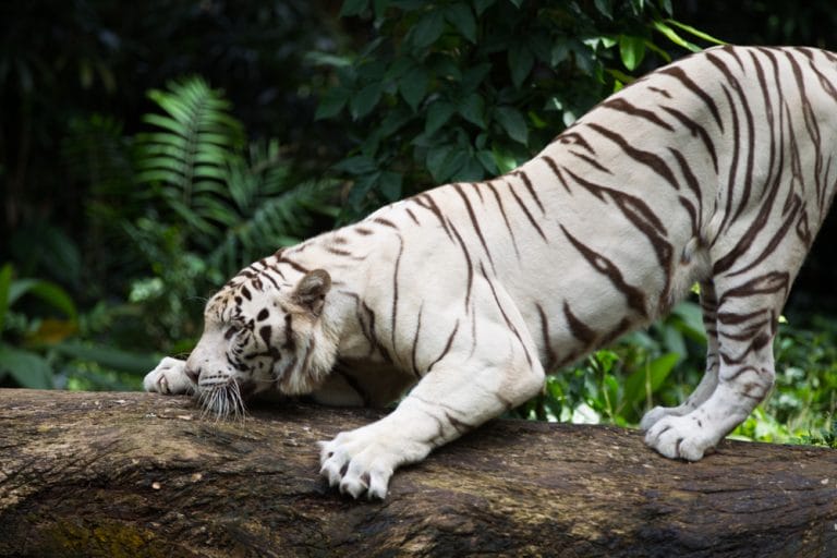 How Tigers Navigate Their World After Dark | Lions Tigers & Bears