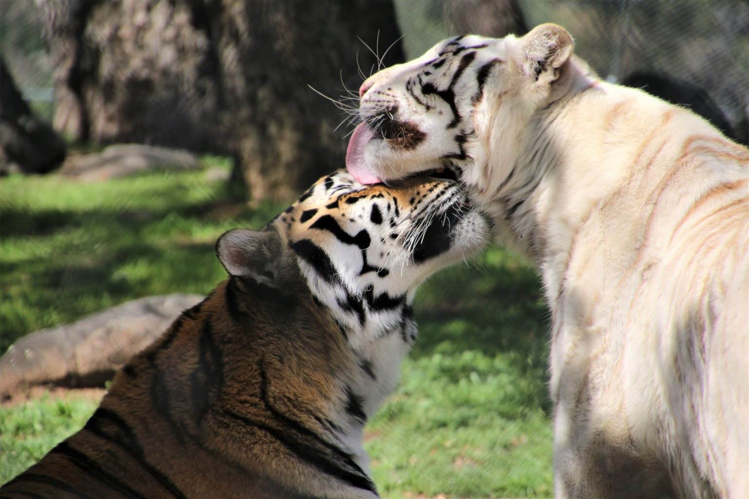 Behind the Roar: Understanding the Behavior of Tigers - Lions Tigers ...
