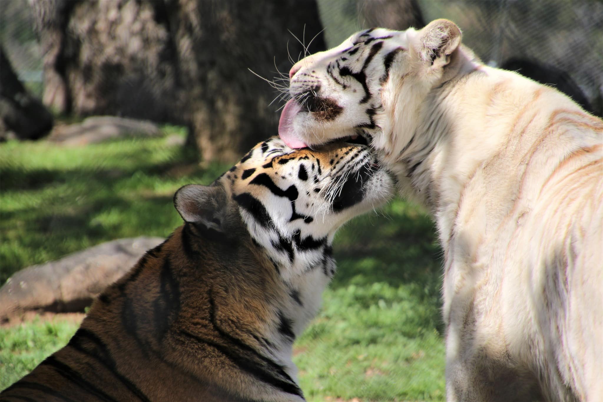Behind the Roar: Understanding the Behavior of Tigers - Lions Tigers ...