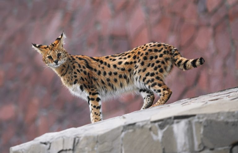 Quick Facts about Servals