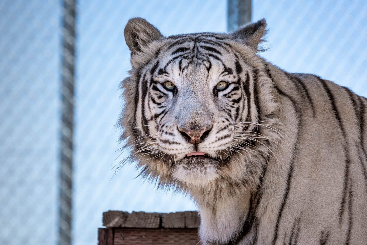 Exposing the Cruel Reality of White Tigers in Captivity - Lions Tigers ...