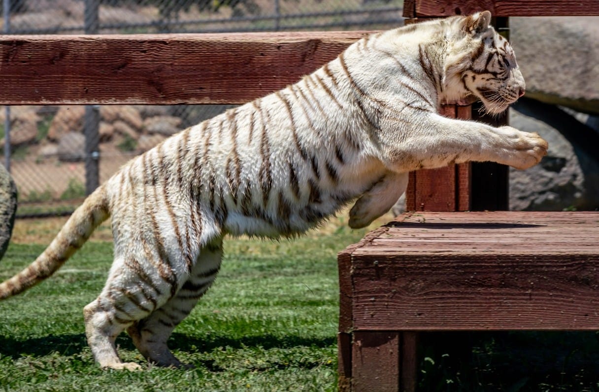 Exposing the Cruel Reality of White Tigers in Captivity - Lions Tigers ...