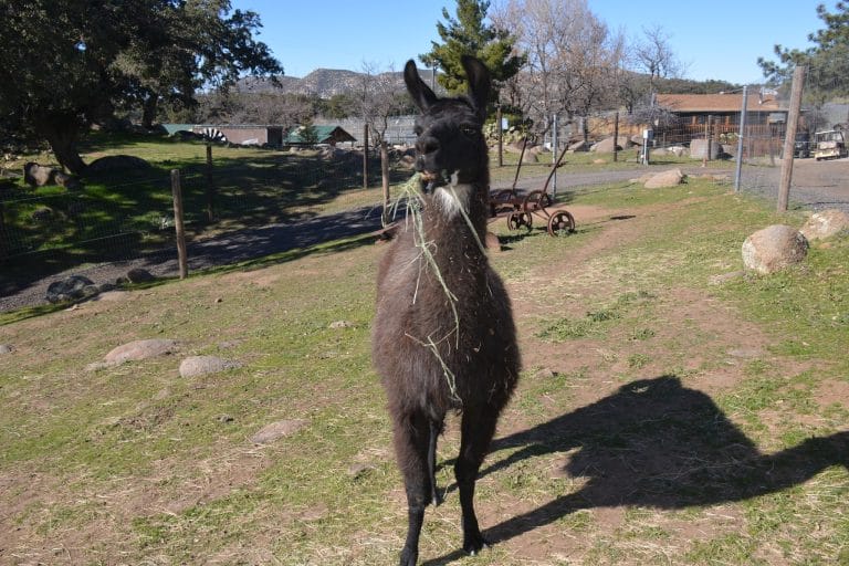 How Livestock Rescue Saves Our Farm Animal Friends - Lions Tigers and Bears