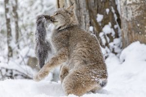 Bobcats in the United States: Understanding Their Role in Nature ...