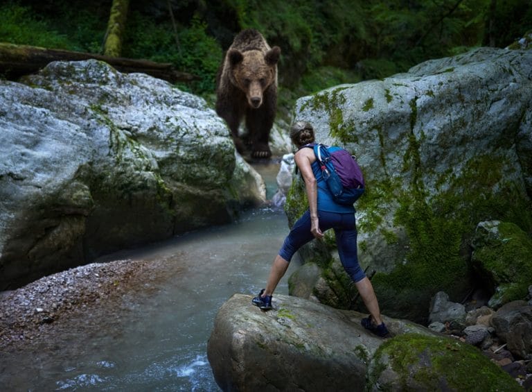 Encountering a Bear in the Woods? Safety Tips & Best Practices | Lions ...