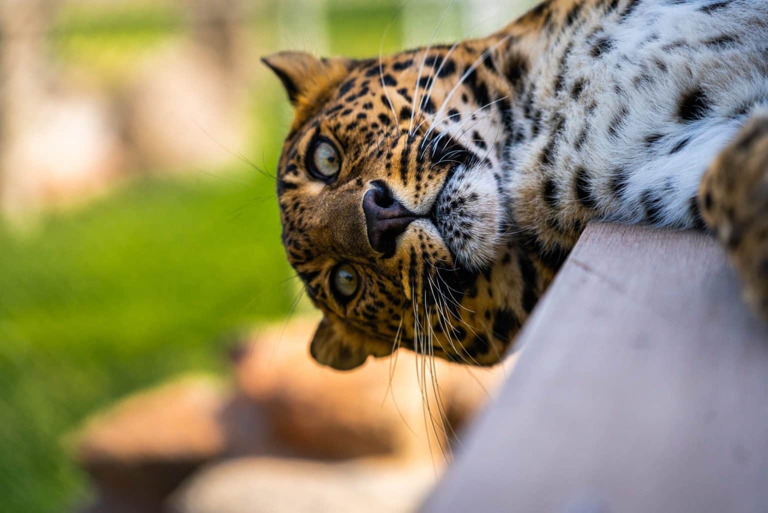 Meet Some of the Animals at Our San Diego Sanctuary | Lions Tigers and ...