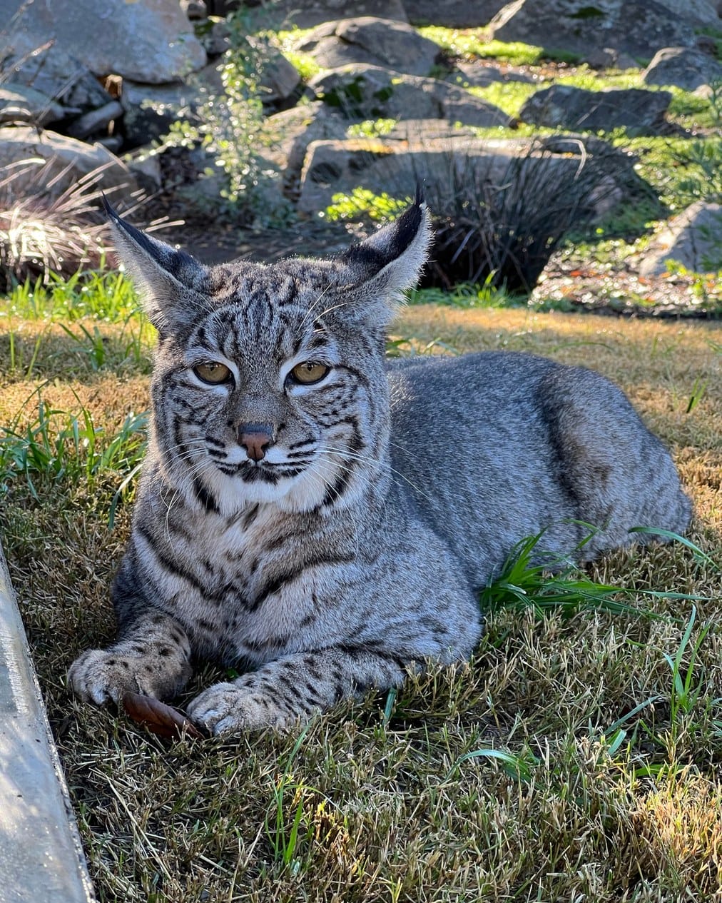 Meet Some of the Animals at Our San Diego Sanctuary | Lions Tigers and ...