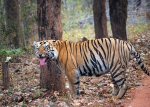 Tiger Territory: How Tigers Establish & Defend Their Home Ranges ...