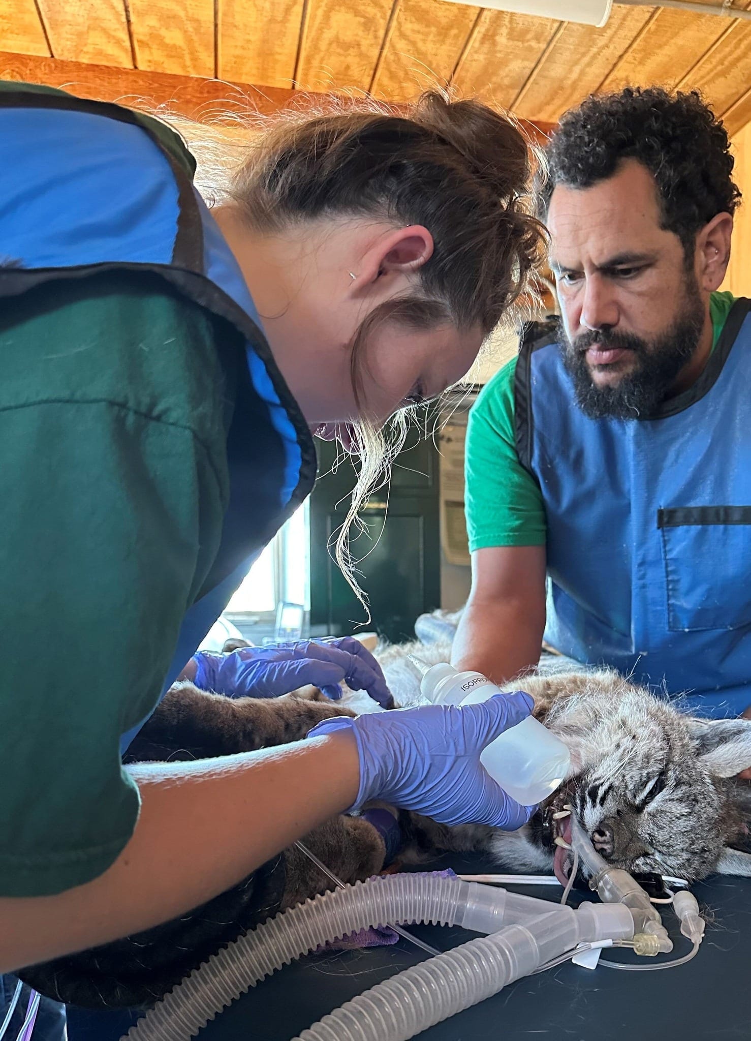 The Importance of Volunteers at an Animal Sanctuary: Making a Difference Daily - Lions Tigers ...