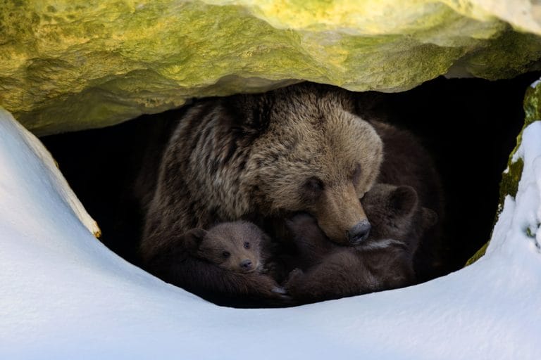 Bear Hibernation: The Science Behind Their Long Winter Sleep - Lions ...