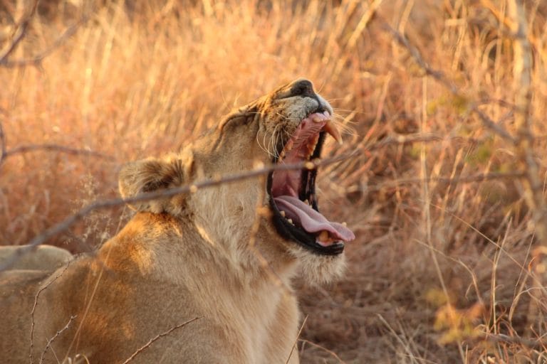 How Do Lions Survive in Dry Climates Like the Kalahari Desert? - Lions ...