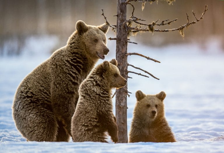 Bear Hibernation: The Science Behind Their Long Winter Sleep - Lions ...