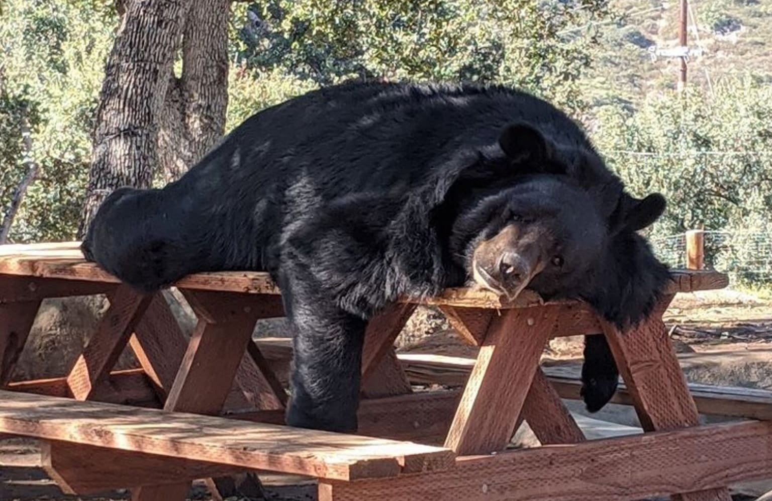 Bear Hibernation: The Science Behind Their Long Winter Sleep - Lions ...
