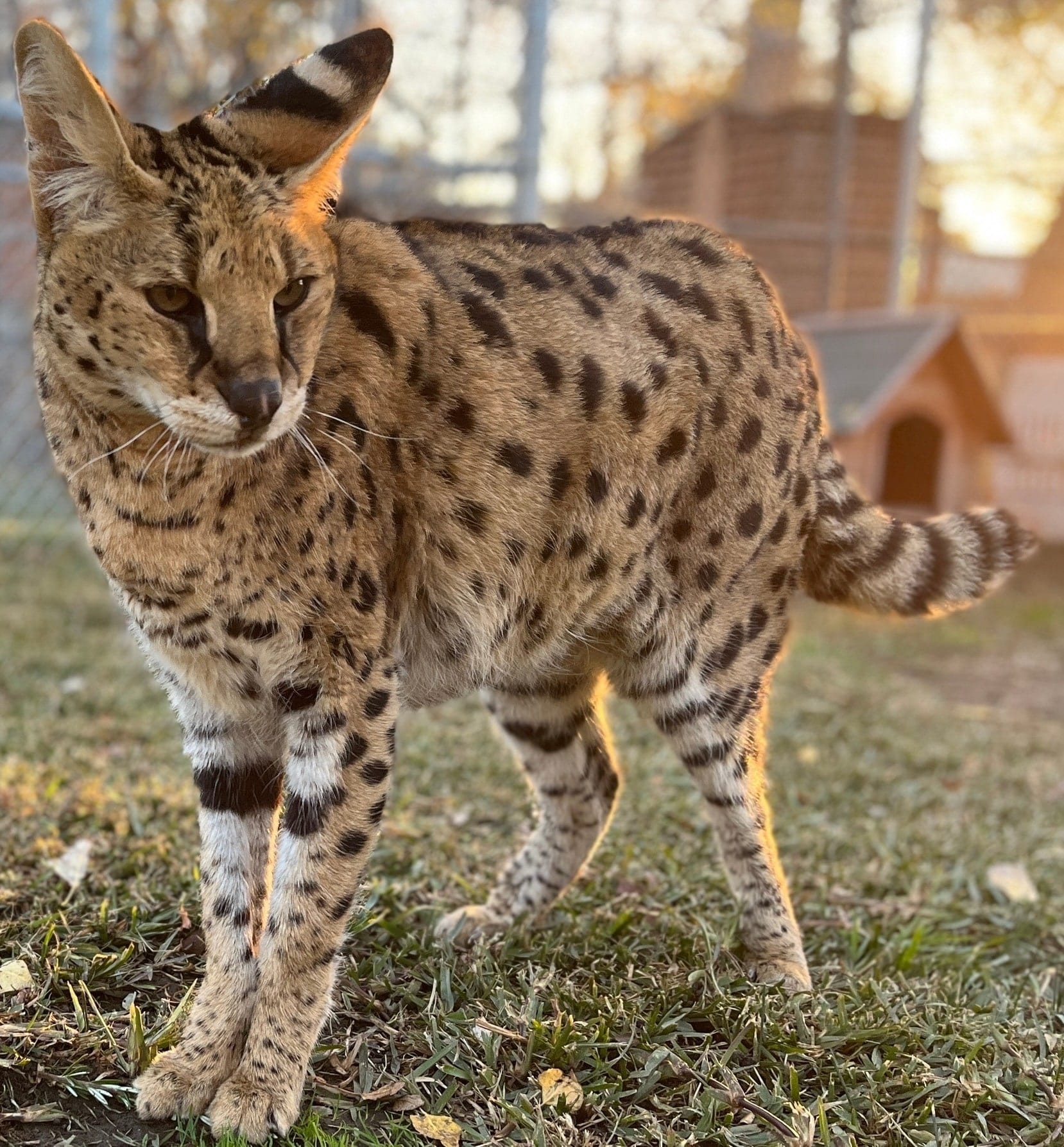 Servals are smaller than the big cats we often think of, but they’re full of personality and ...