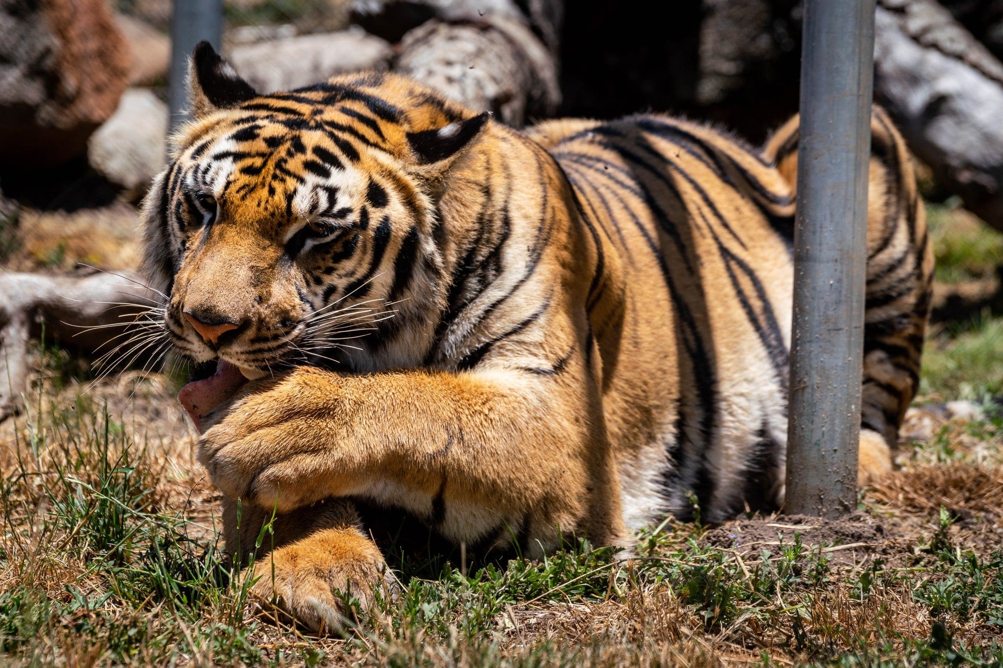 Fierce Felines of the Jungle: Exploring the World of Wild Cats - Lions ...