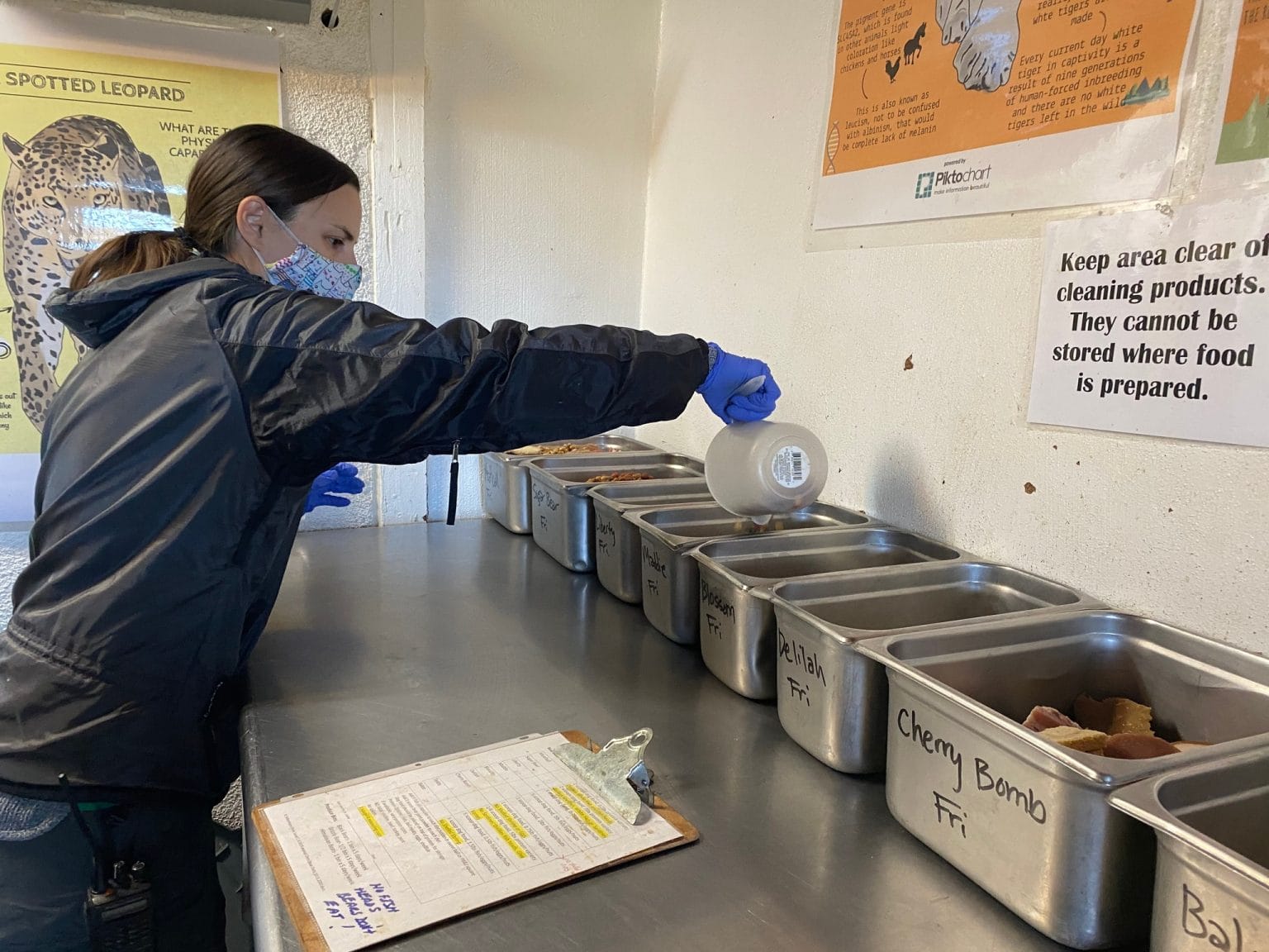 What Are the Favorite Foods of Lions, Tigers & Bears? - Lions Tigers ...