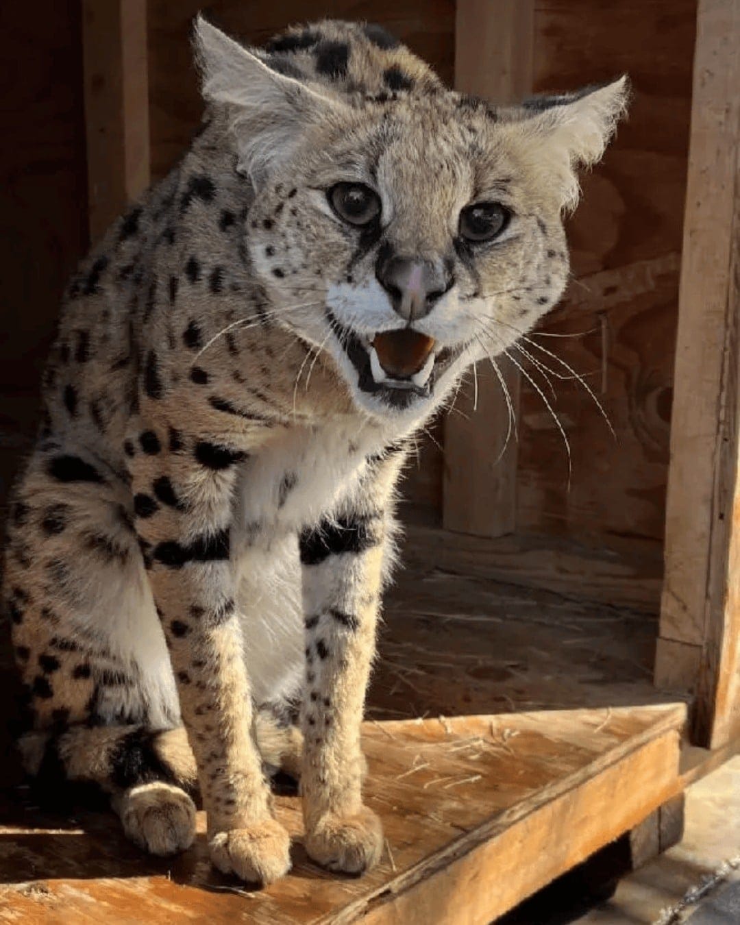 Why Servals Should Not Be Pets
