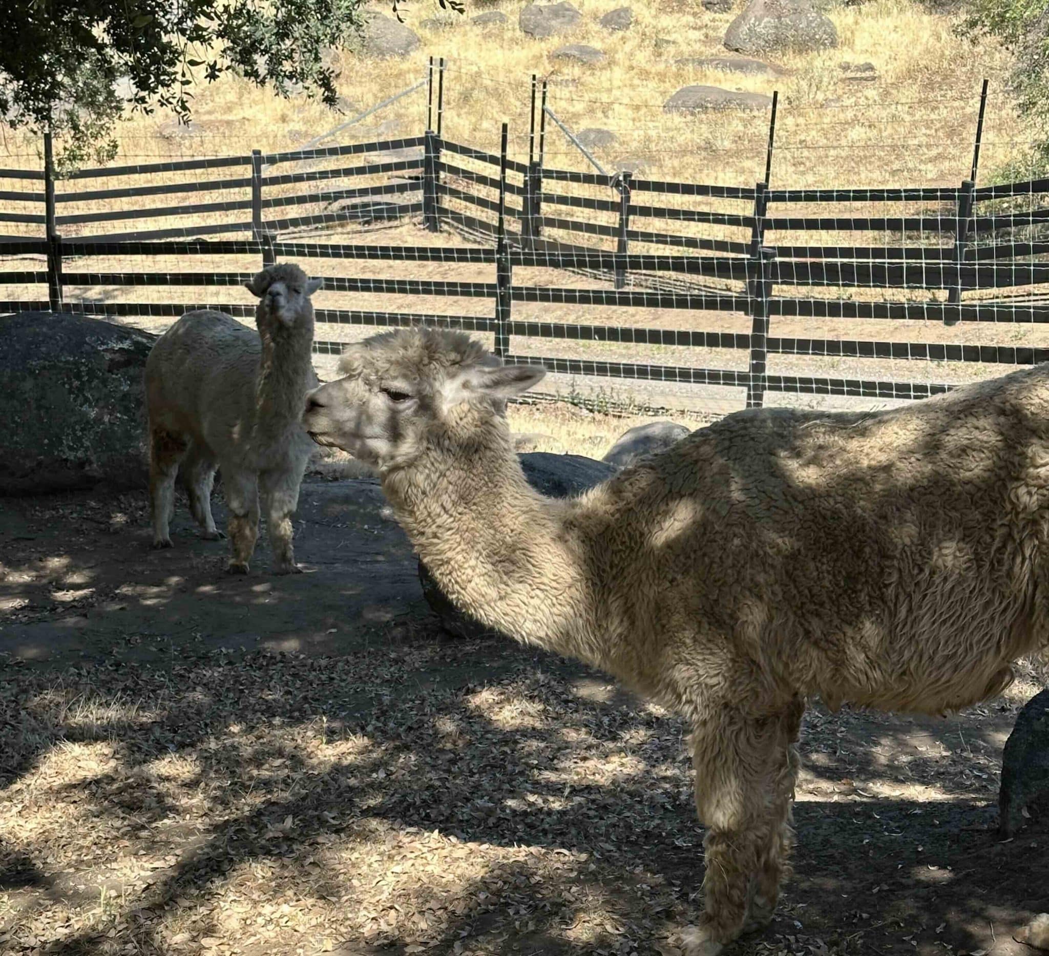 Alpacas vs. Llamas: What’s the Difference & Why It Matters - Lions Tigers and Bears