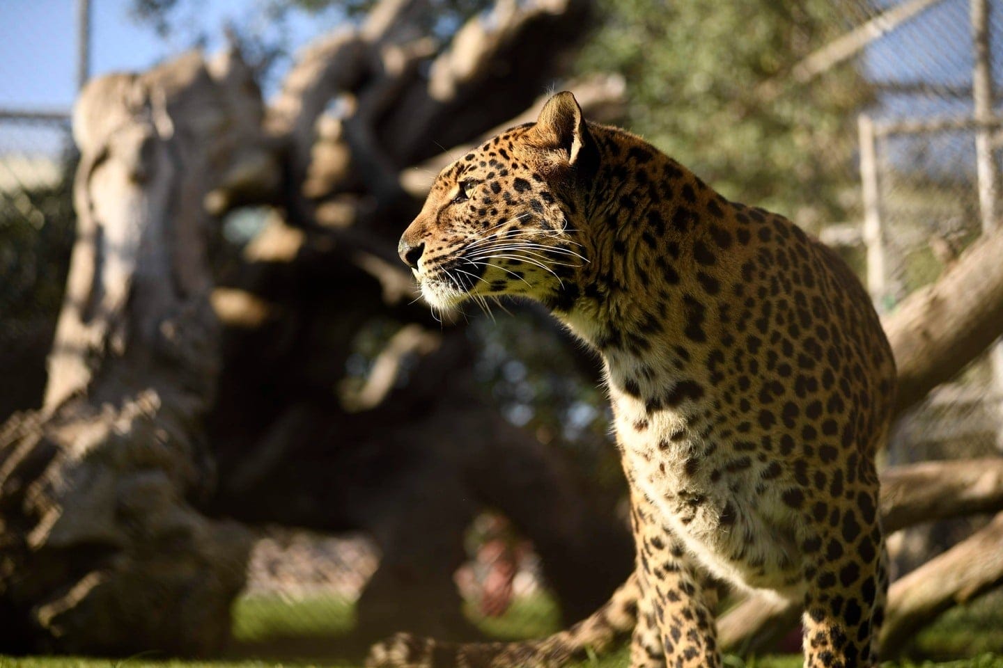 Lions and Their Unbreakable Bond with Their Prides - Lions Tigers and Bears