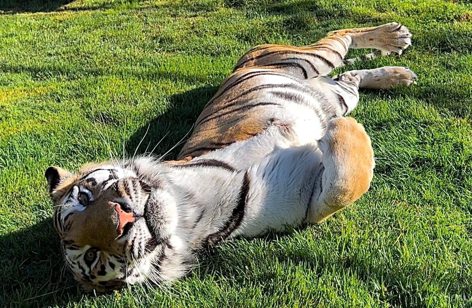 King of the Jungle - Exploring Lion Behaviors, Diet, & Social Structure ...
